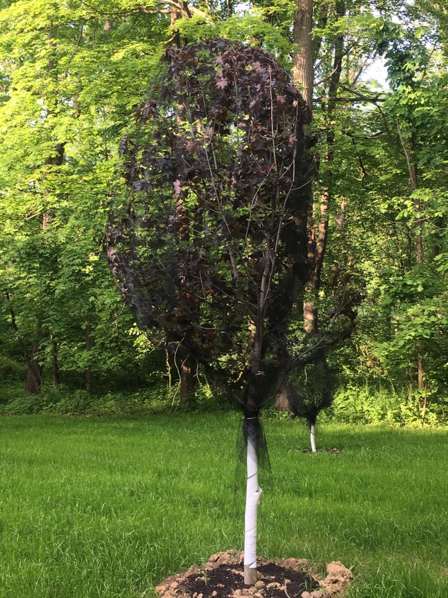 Cicada Netting Successfully Installed! - Industrial Netting Blog