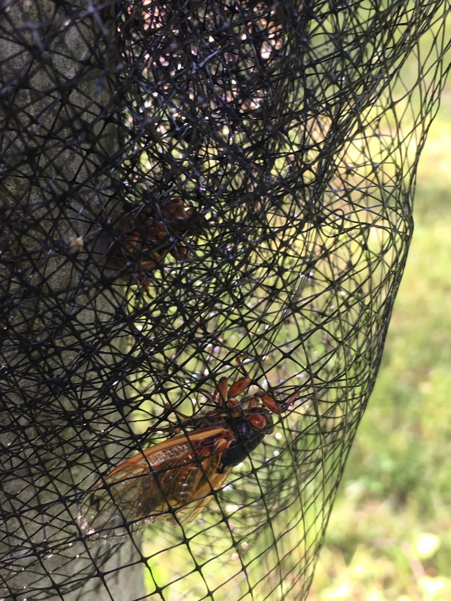 Cicada Netting Successfully Installed! - Industrial Netting Blog