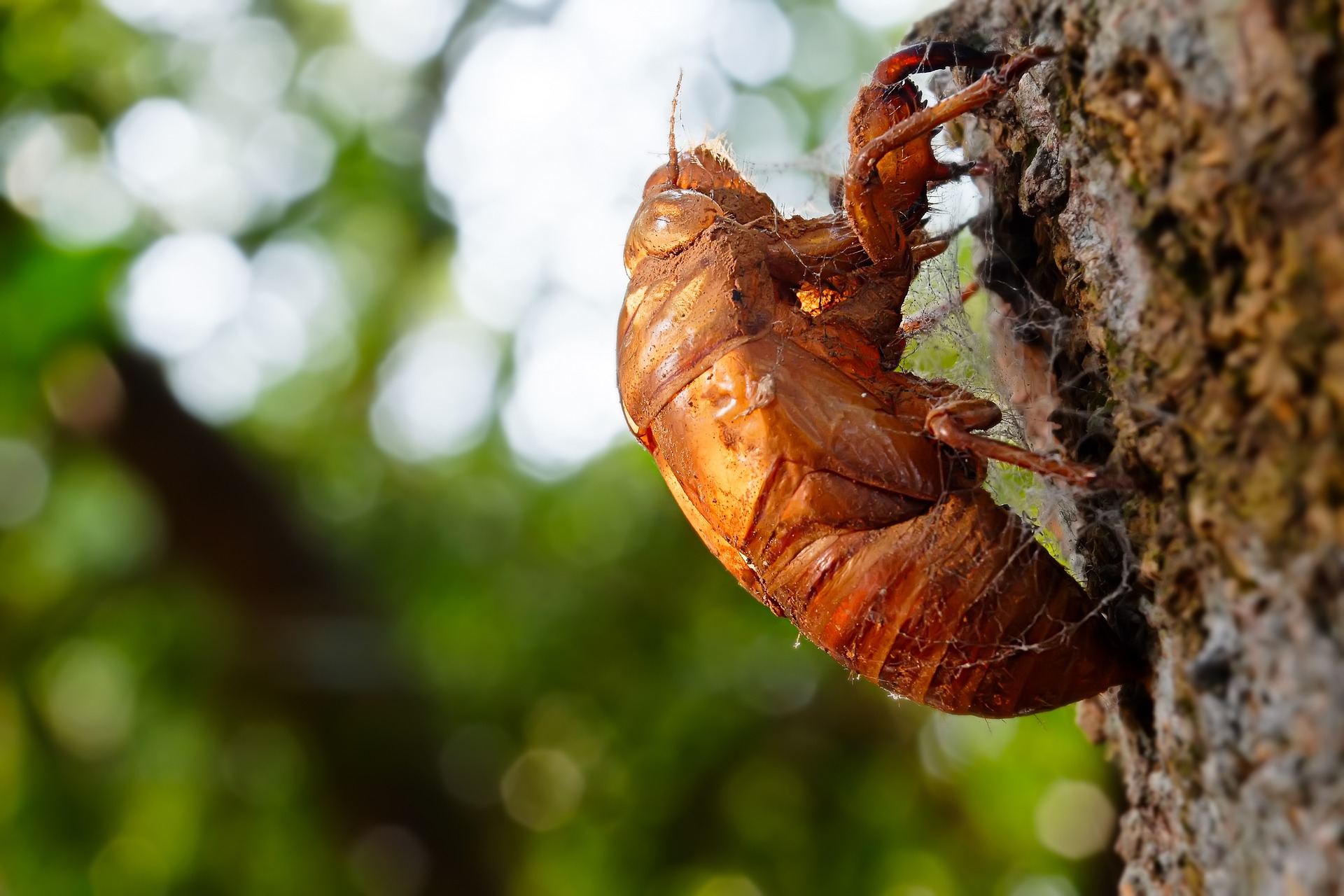 The Cicadas have Arrived! - Industrial Netting Blog
